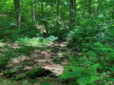 ODNR Announces the Protection of more than 400 Acres of Forested Land ...