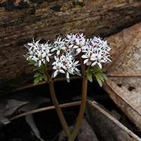 2025 Spring Wildflower Bloom Report – Week 2