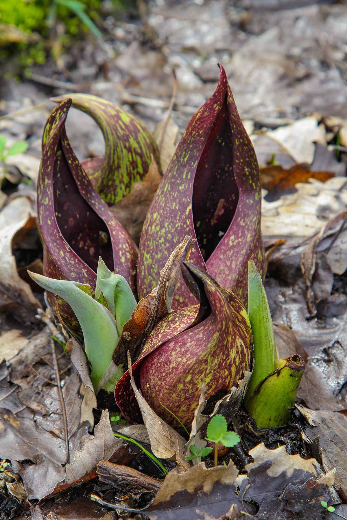 2025 Spring Wildflower Bloom Report – Week 1