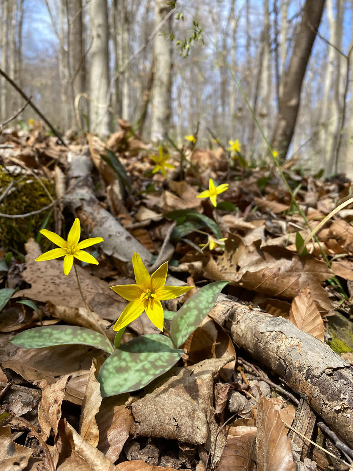 2025 Spring Wildflower Bloom Report – Week 2