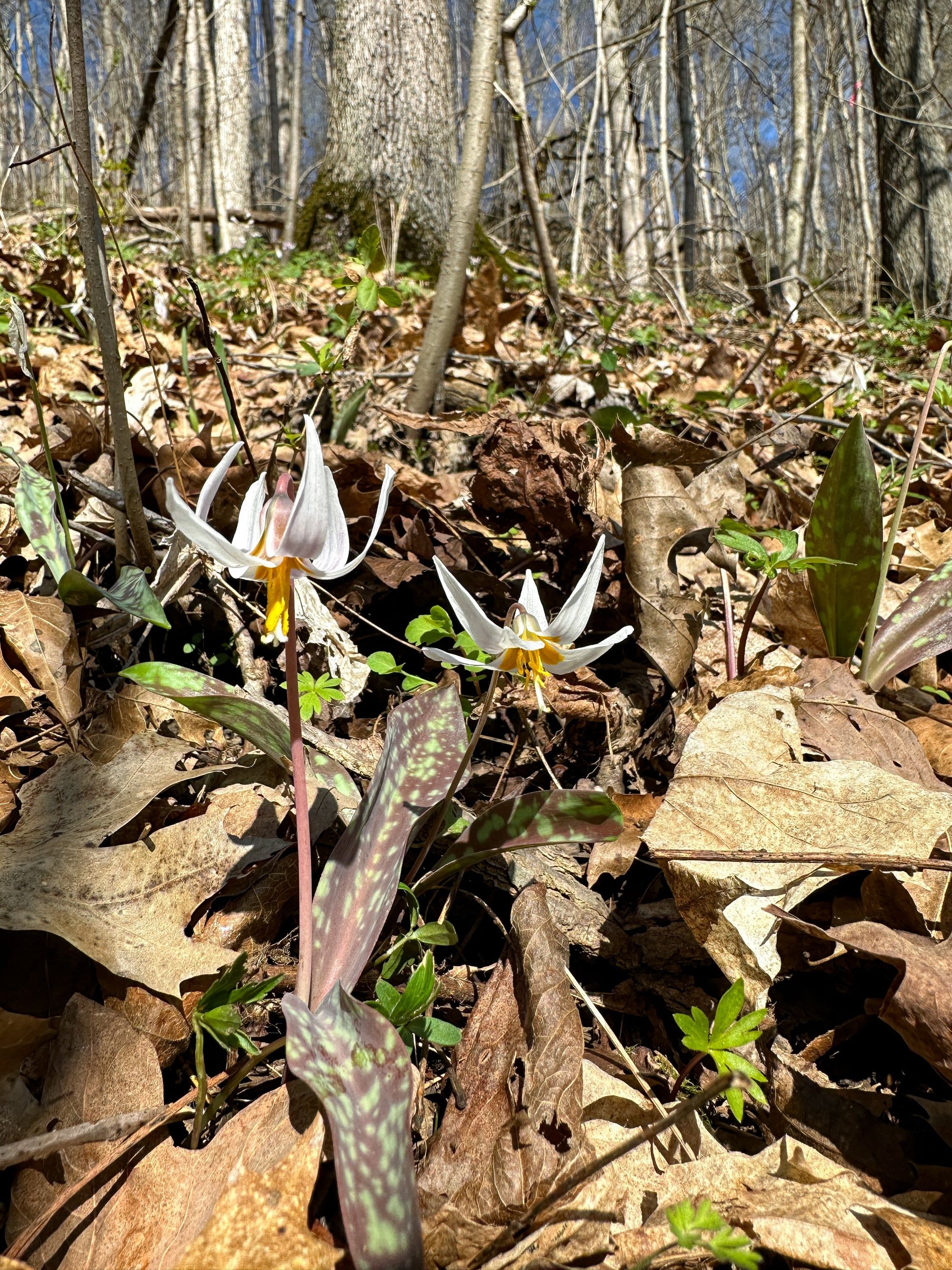 2025 Spring Wildflower Bloom Report – Week 3