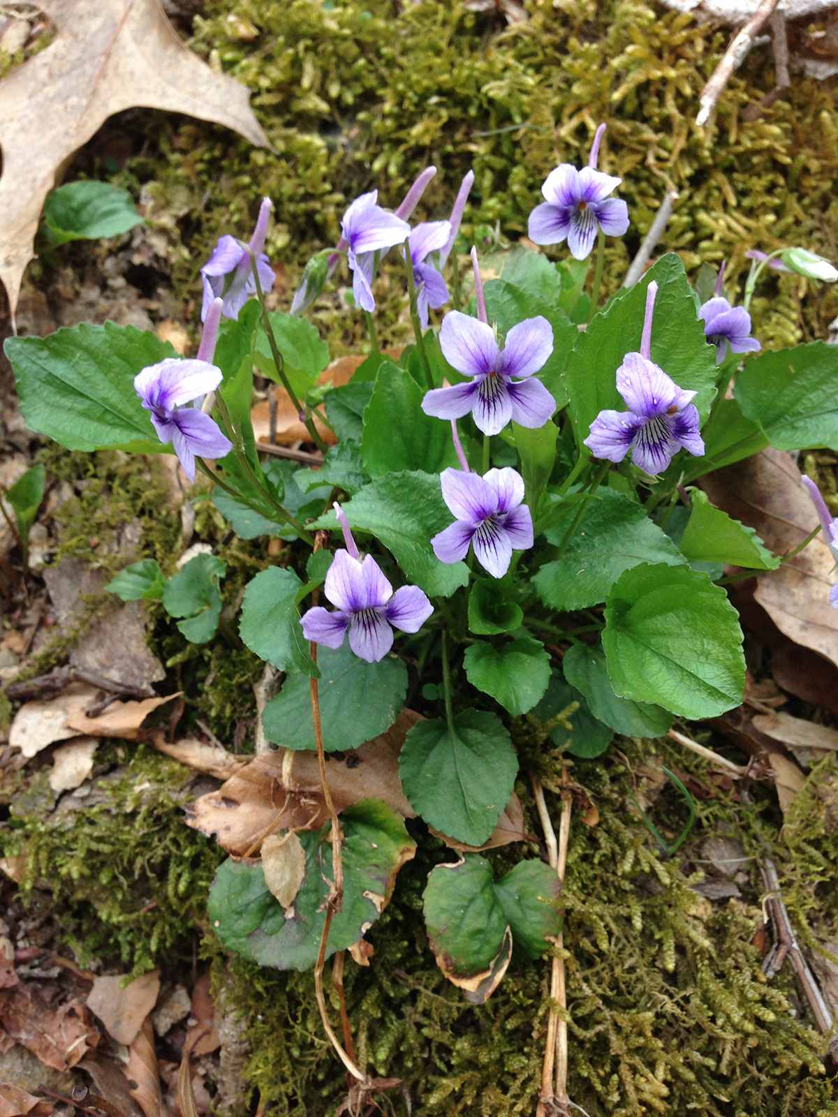 2025 Spring Wildflower Bloom Report – Week 4