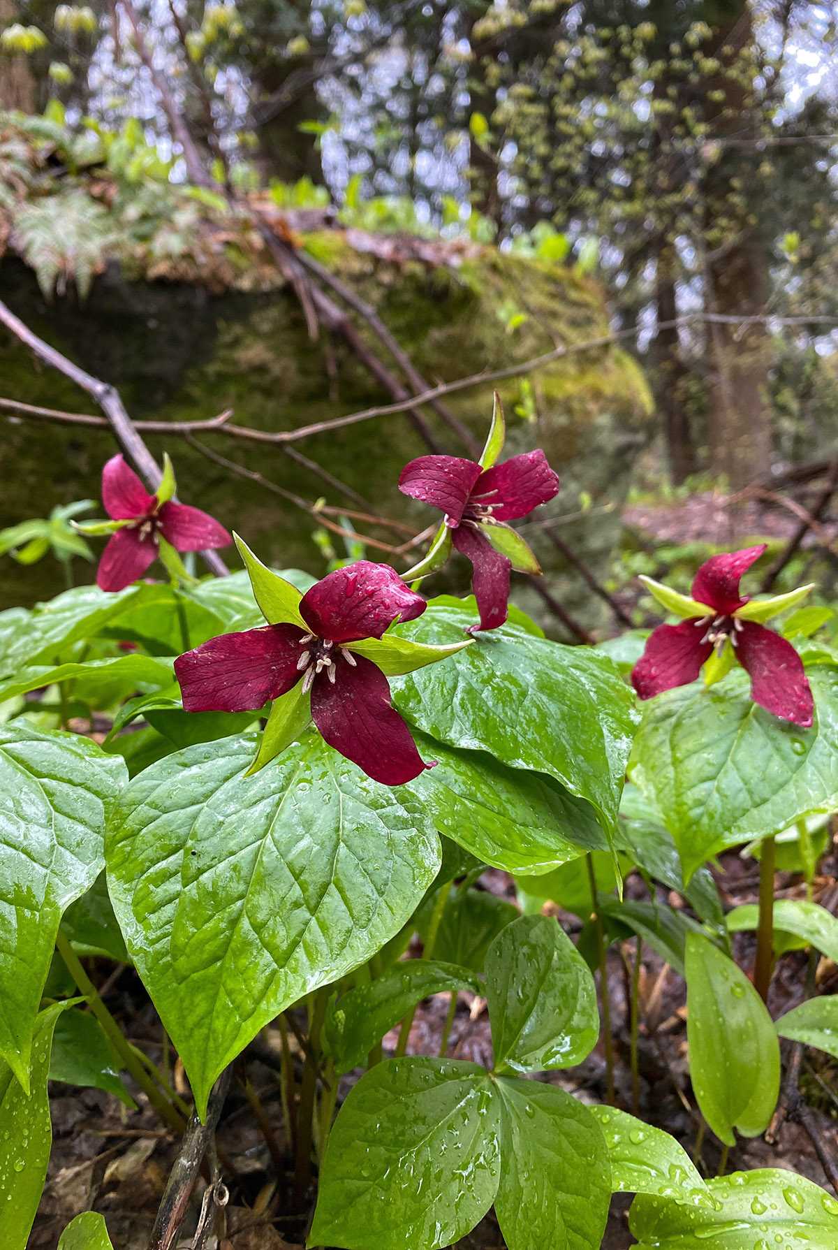 2025 Spring Wildflower Bloom Report – Week 5