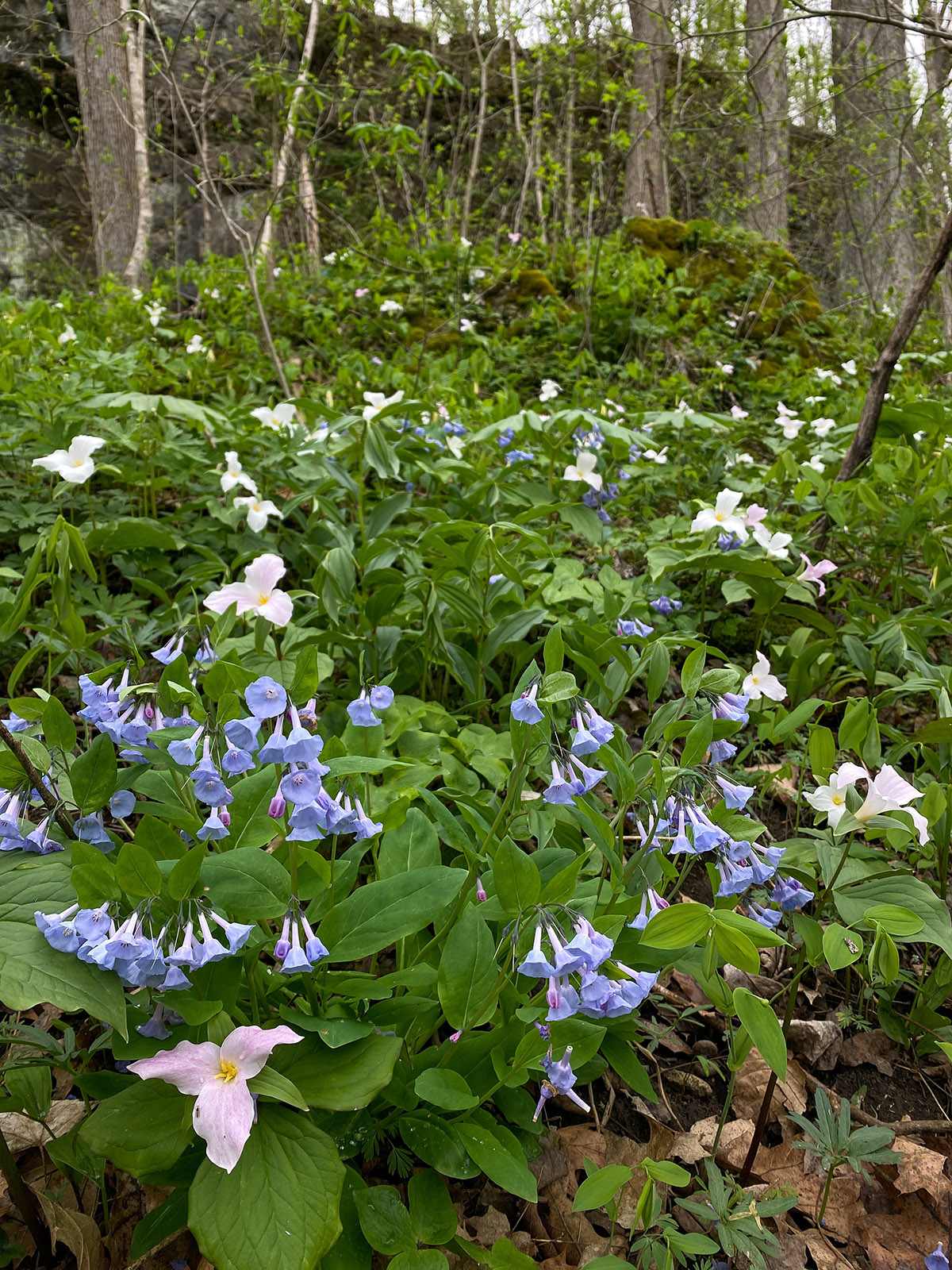 2025 Spring Wildflower Bloom Report – Week 6