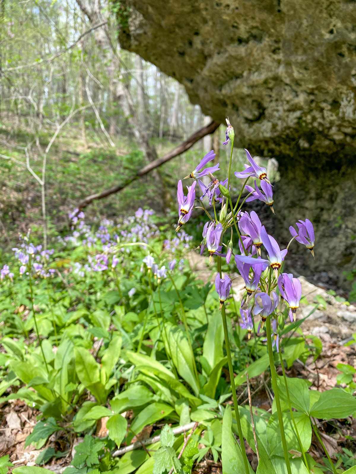 2025 Spring Wildflower Bloom Report – Week 6