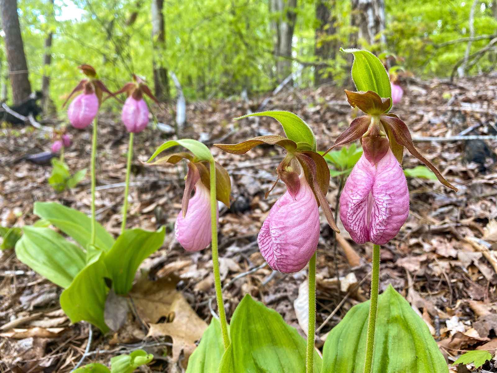 2025 Spring Wildflower Bloom Report – Week 8