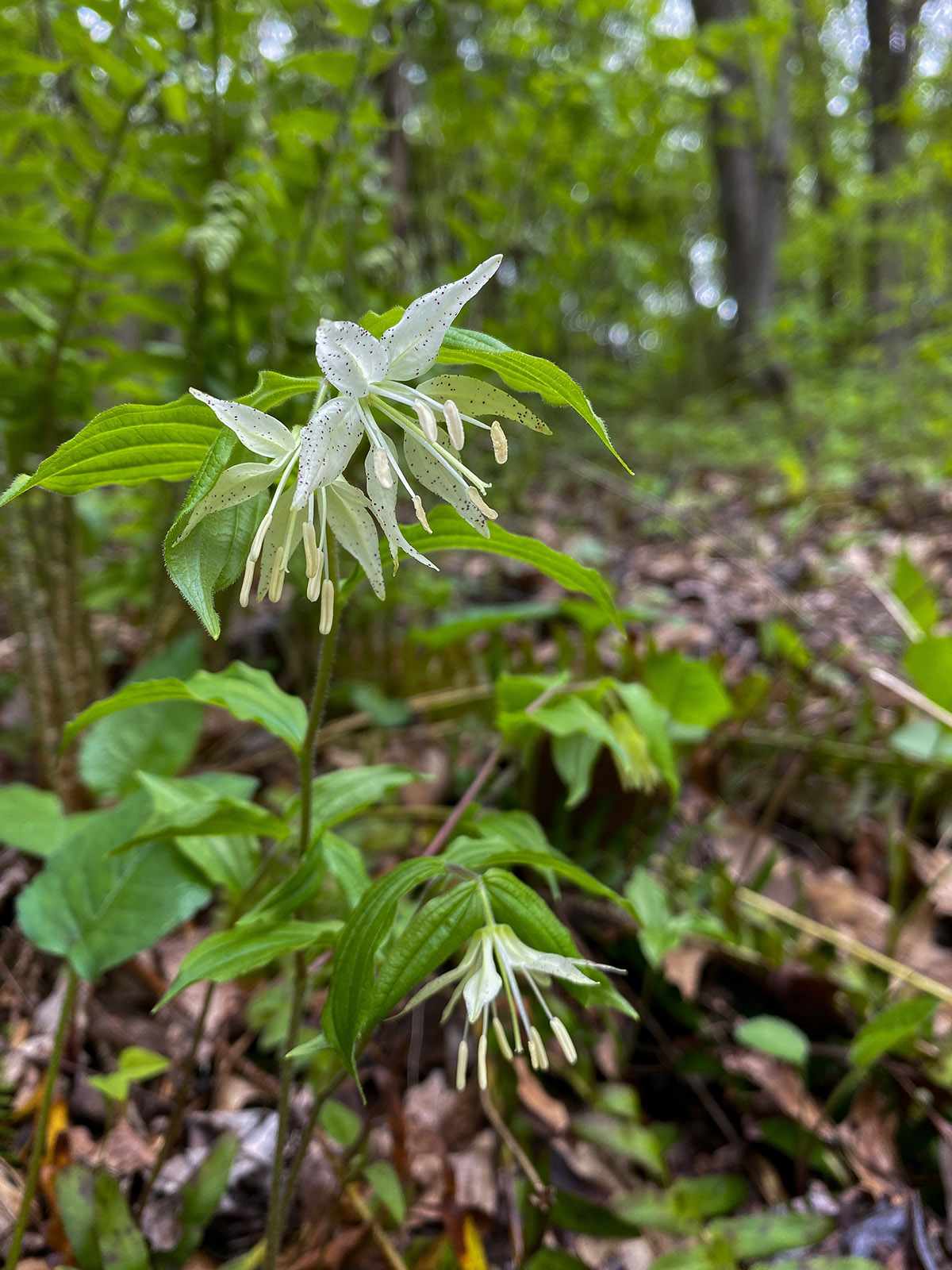 2025 Spring Wildflower Bloom Report – Week 7
