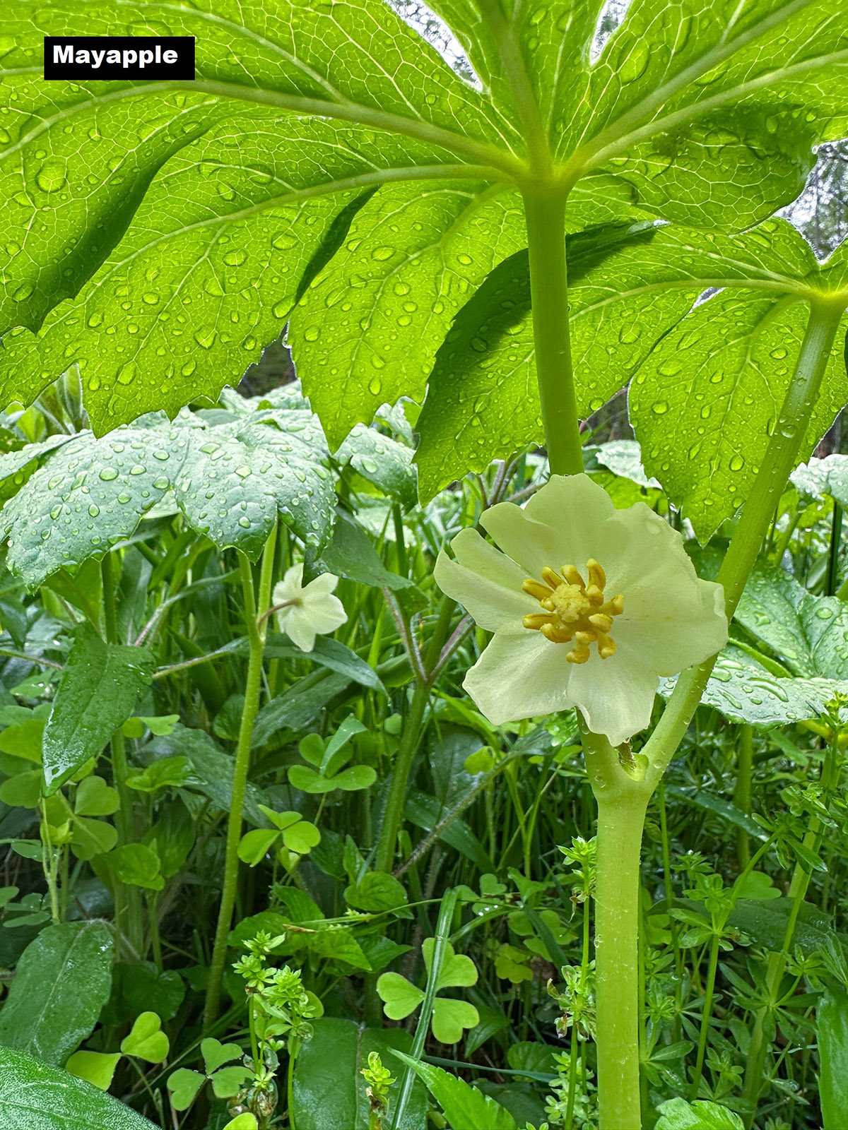 2025 Spring Wildflower Bloom Report – Week 8