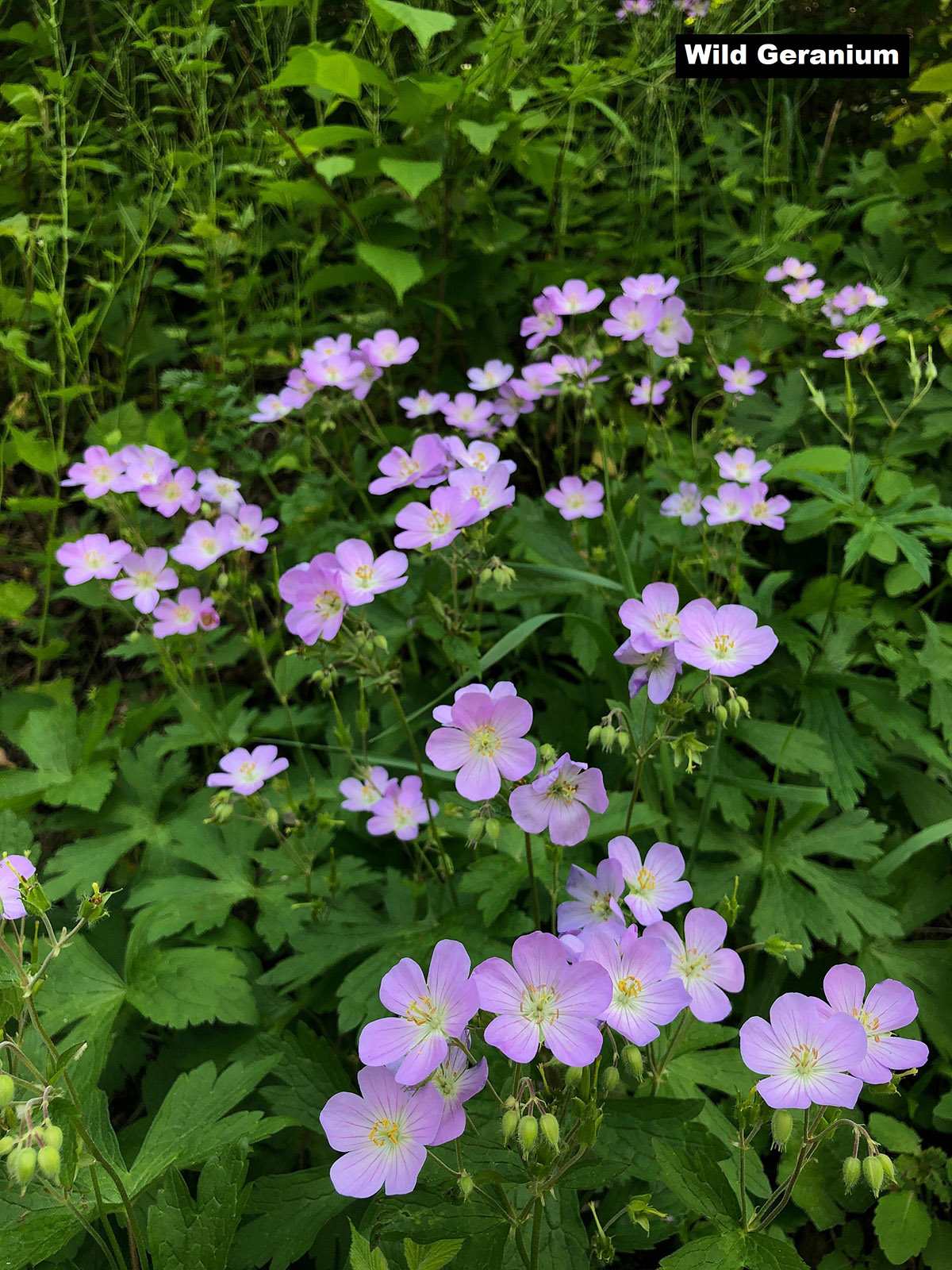 2025 Spring Wildflower Bloom Report – Week 8