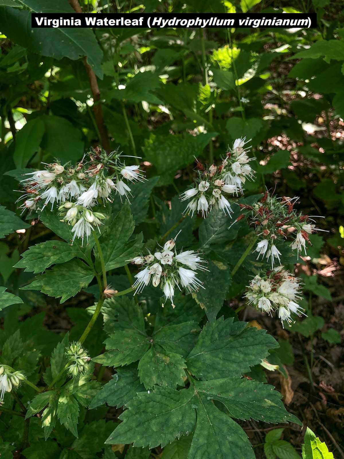 2025 Spring Wildflower Bloom Report – Week 9