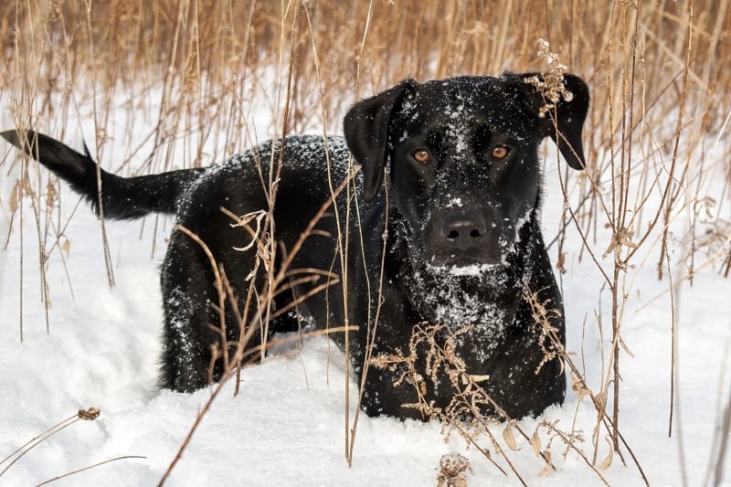 Hunting Dog Photo Contest