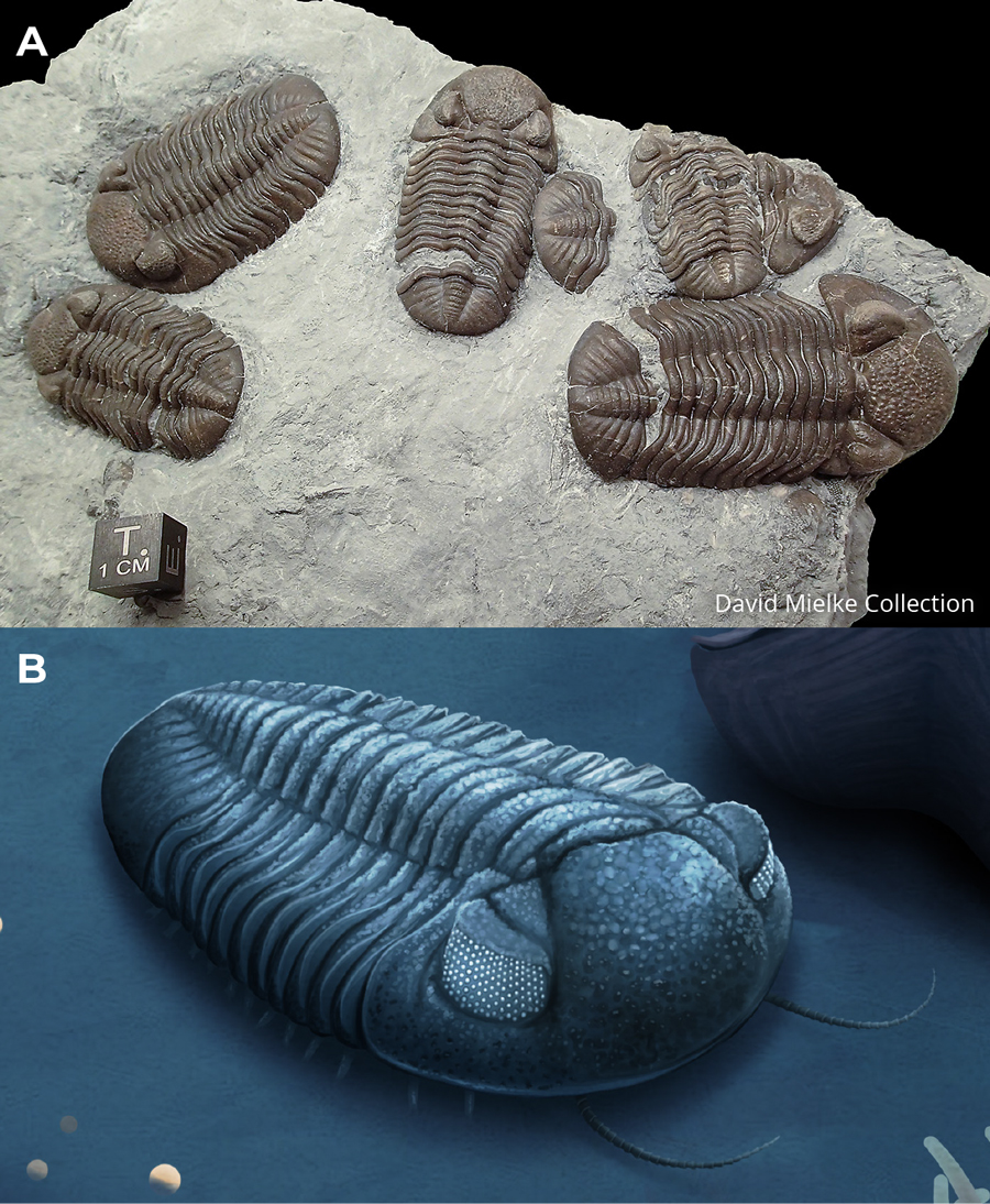 Devonian Period Coral