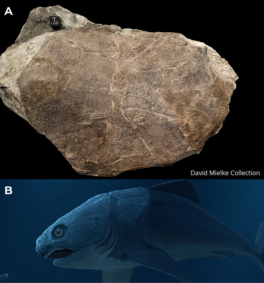 Middle Devonian