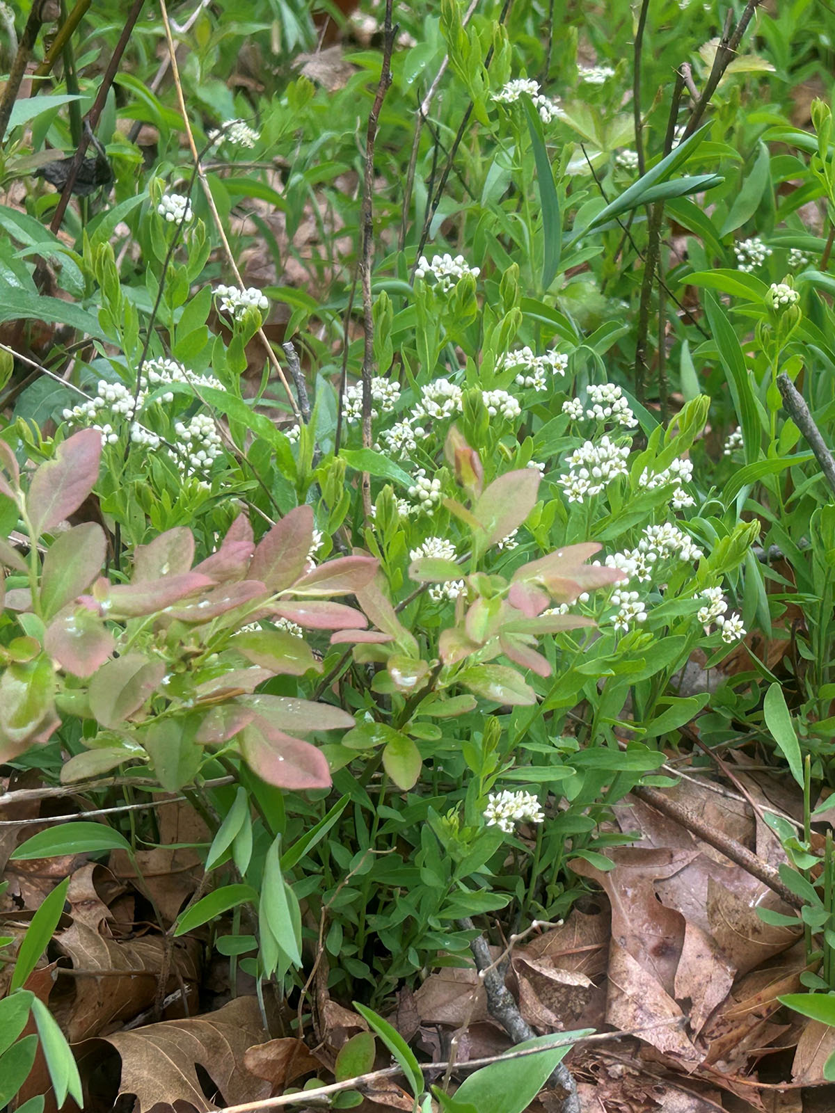 2026 Spring Wildflower Bloom Report – Week 9