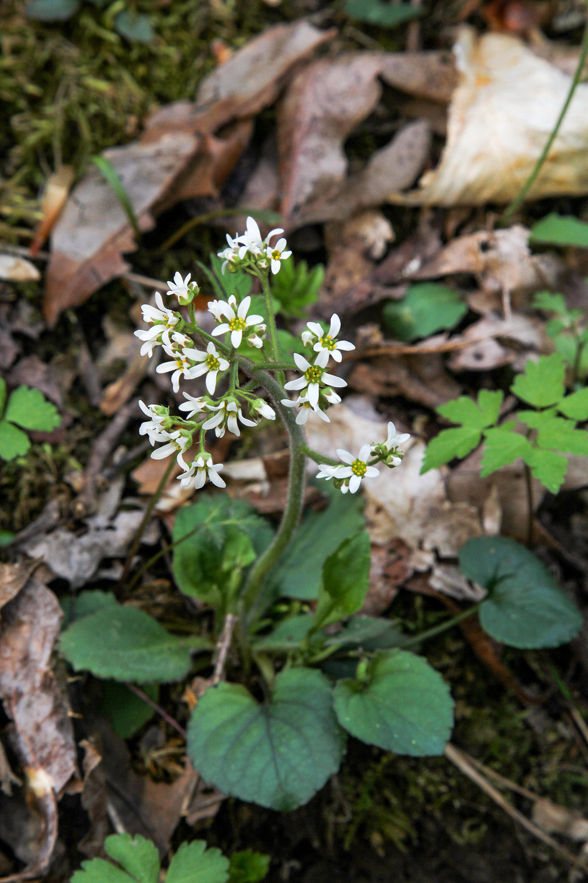 2024 Spring Wildflower Bloom Report – Week 2