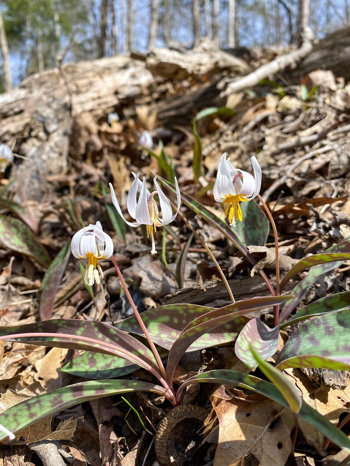 2024 Spring Wildflower Bloom Report – Week 3