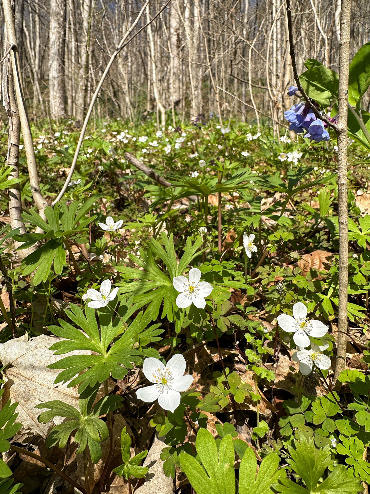 2024 Spring Wildflower Bloom Report – Week 3