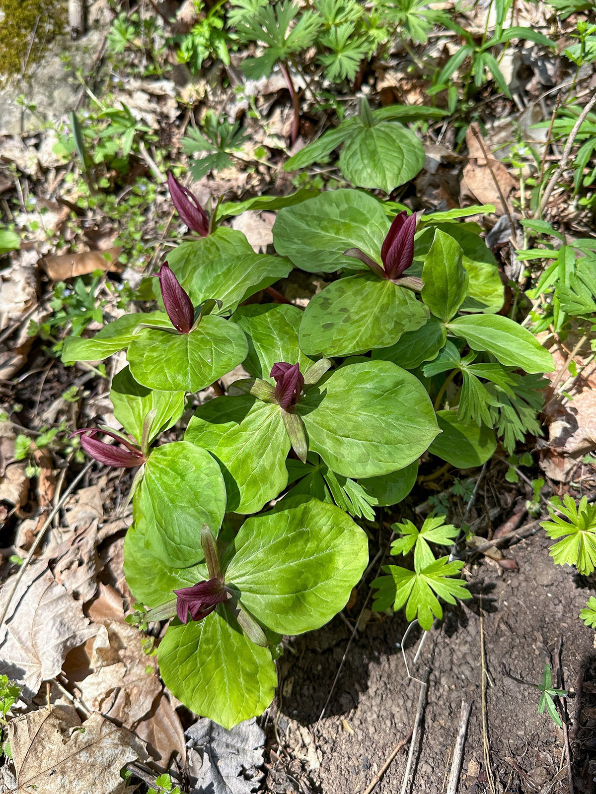 2024 Spring Wildflower Bloom Report – Week 3