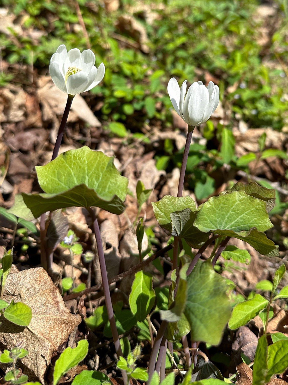2024 Spring Wildflower Bloom Report – Week 4