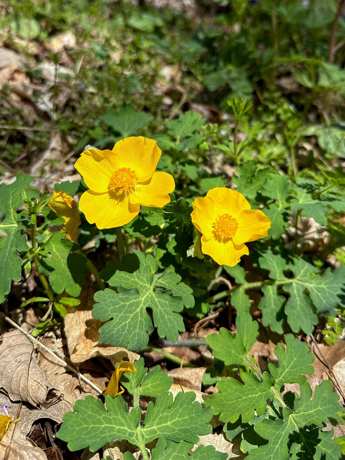 2024 Spring Wildflower Bloom Report – Week 3