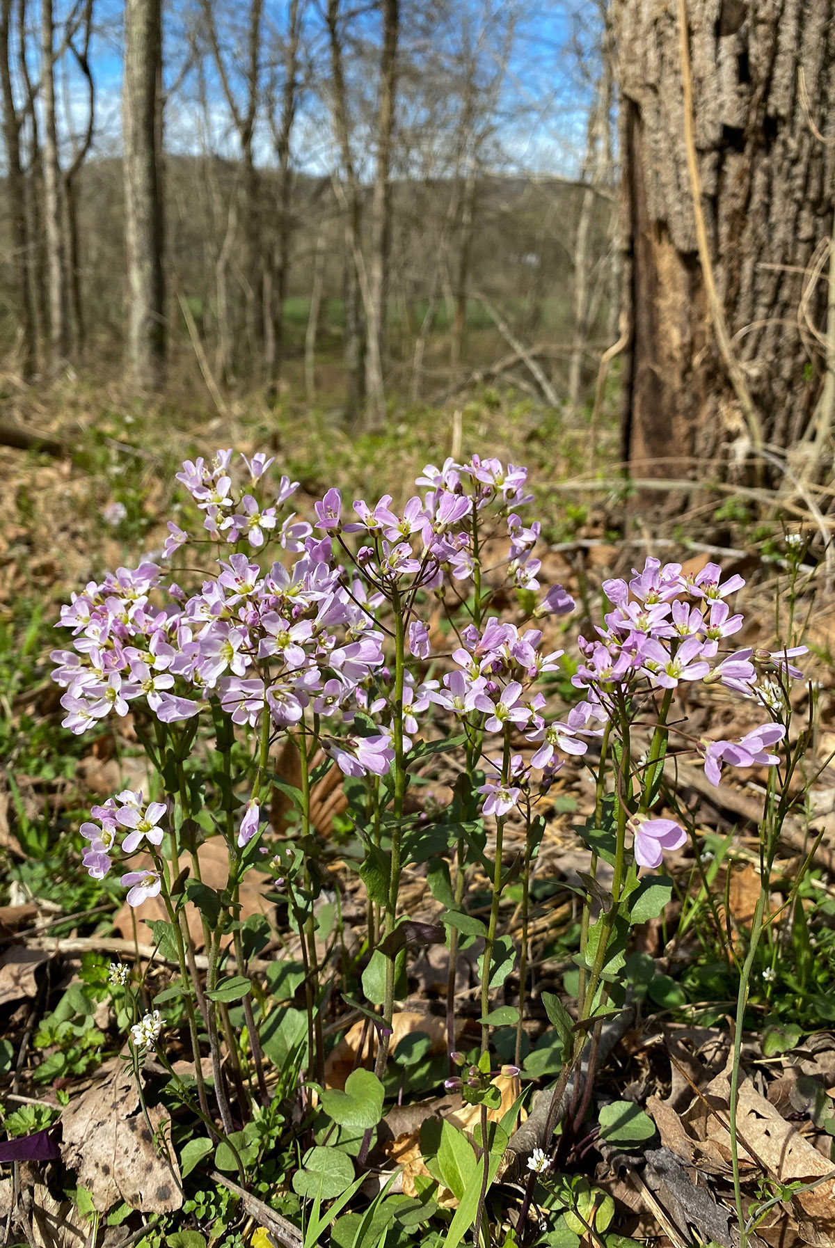 2024 Spring Wildflower Bloom Report – Week 4