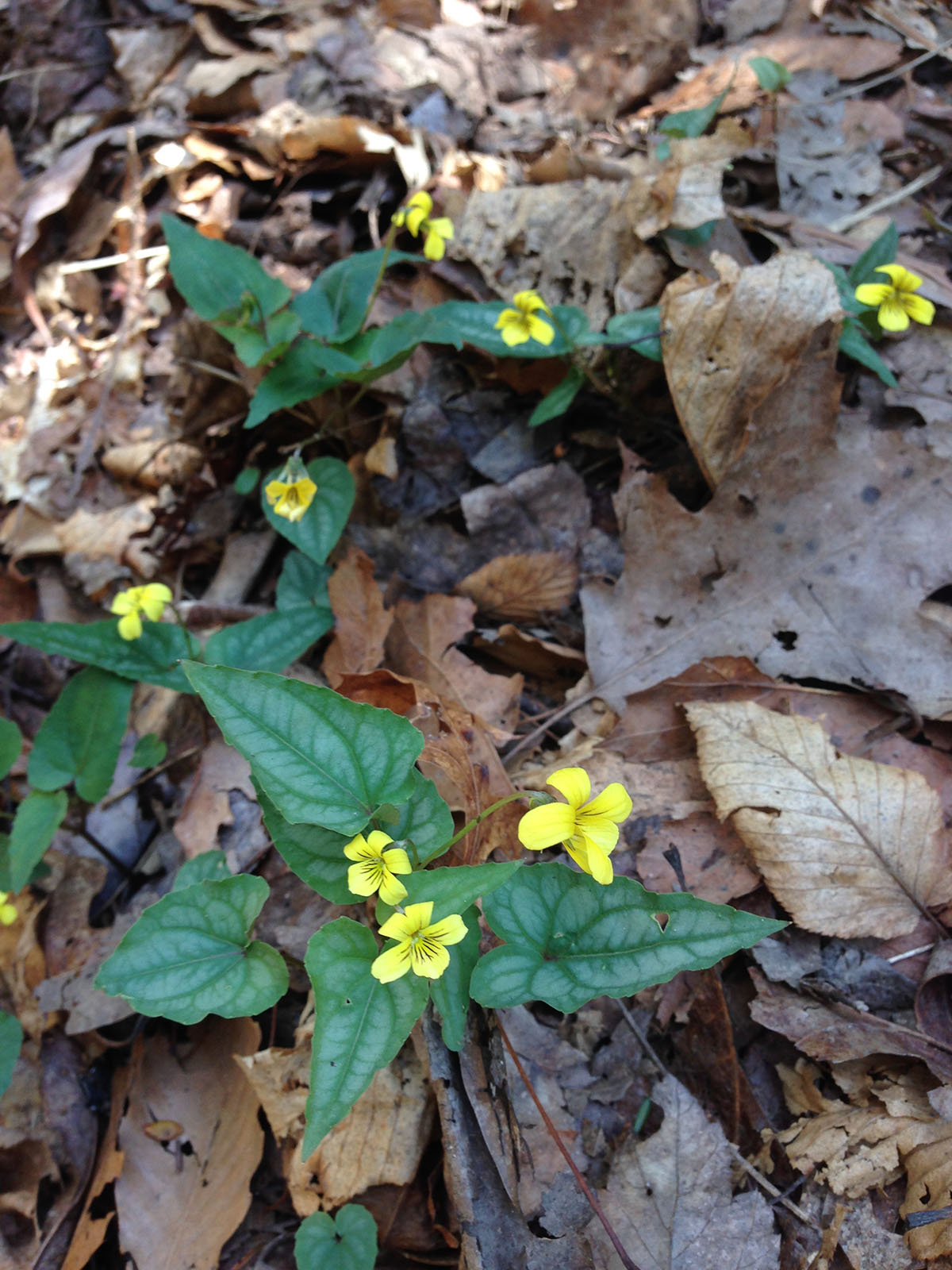 2024 Spring Wildflower Bloom Report – Week 7